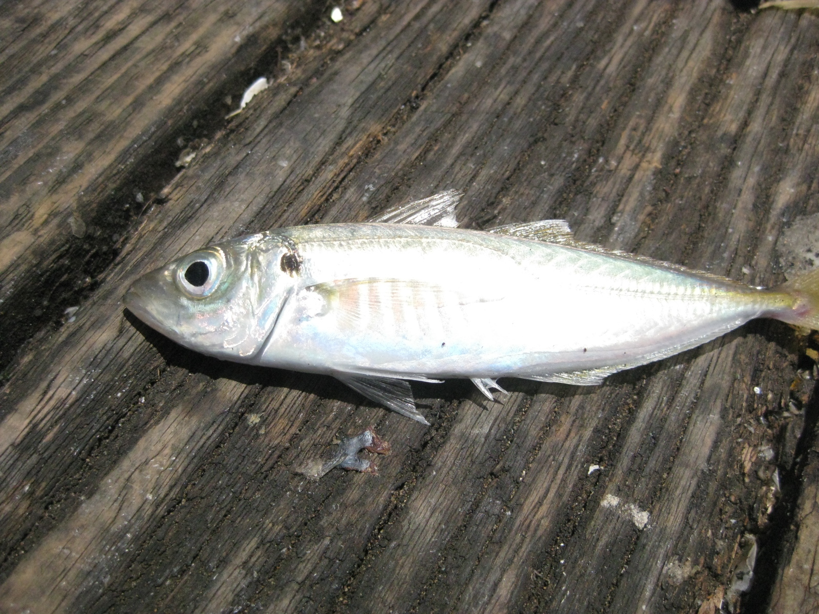 Trachurus declivis (Jenyns, 1841)