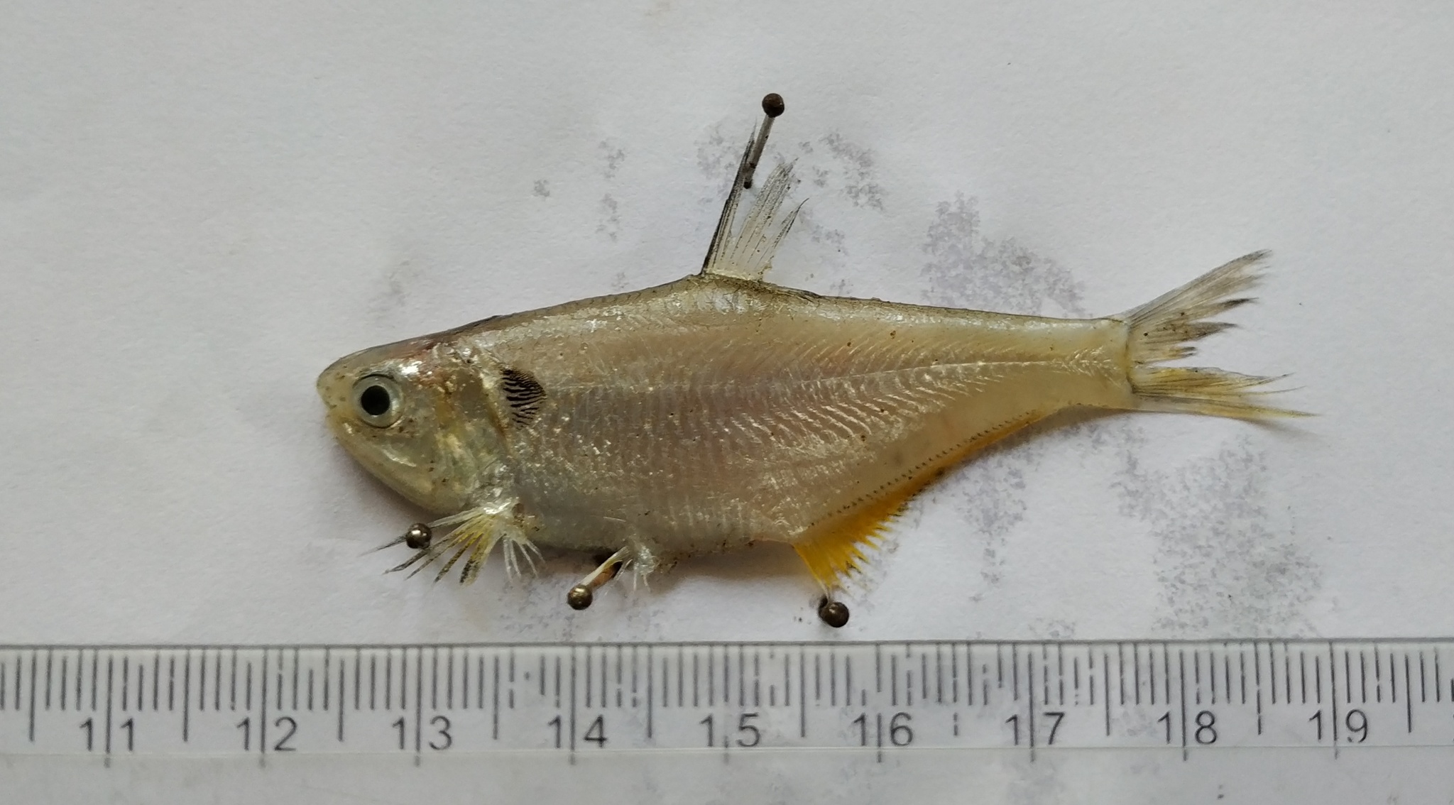 Thryssa malabarica (Bloch, 1795)