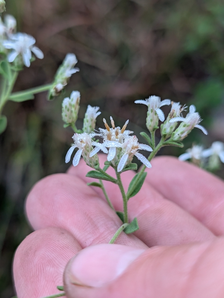 Dixie aster from Lake Wales, FL 33898, USA on October 21, 2025 at 09:34 ...