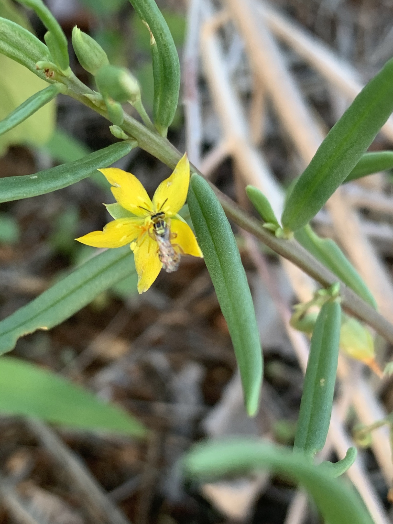 Talinum tenuissimum Dinter