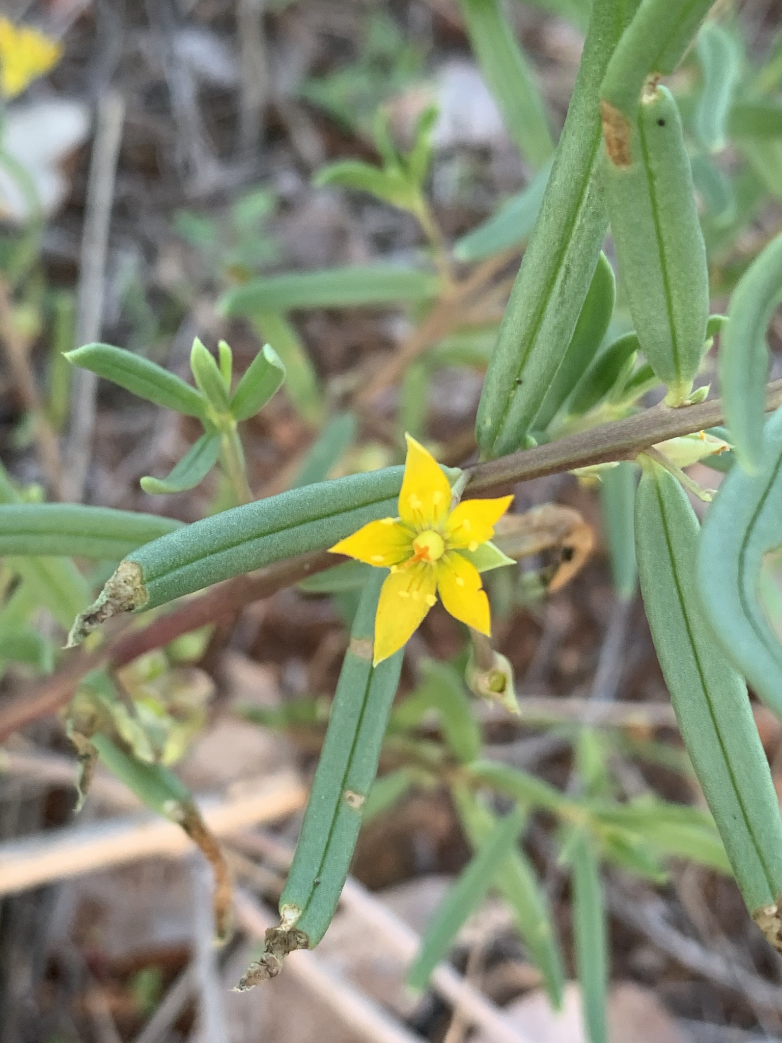 Talinum tenuissimum Dinter