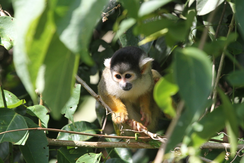 Black-capped Squirrel Monkey (Saimiri boliviensis) - Know Your Mammals