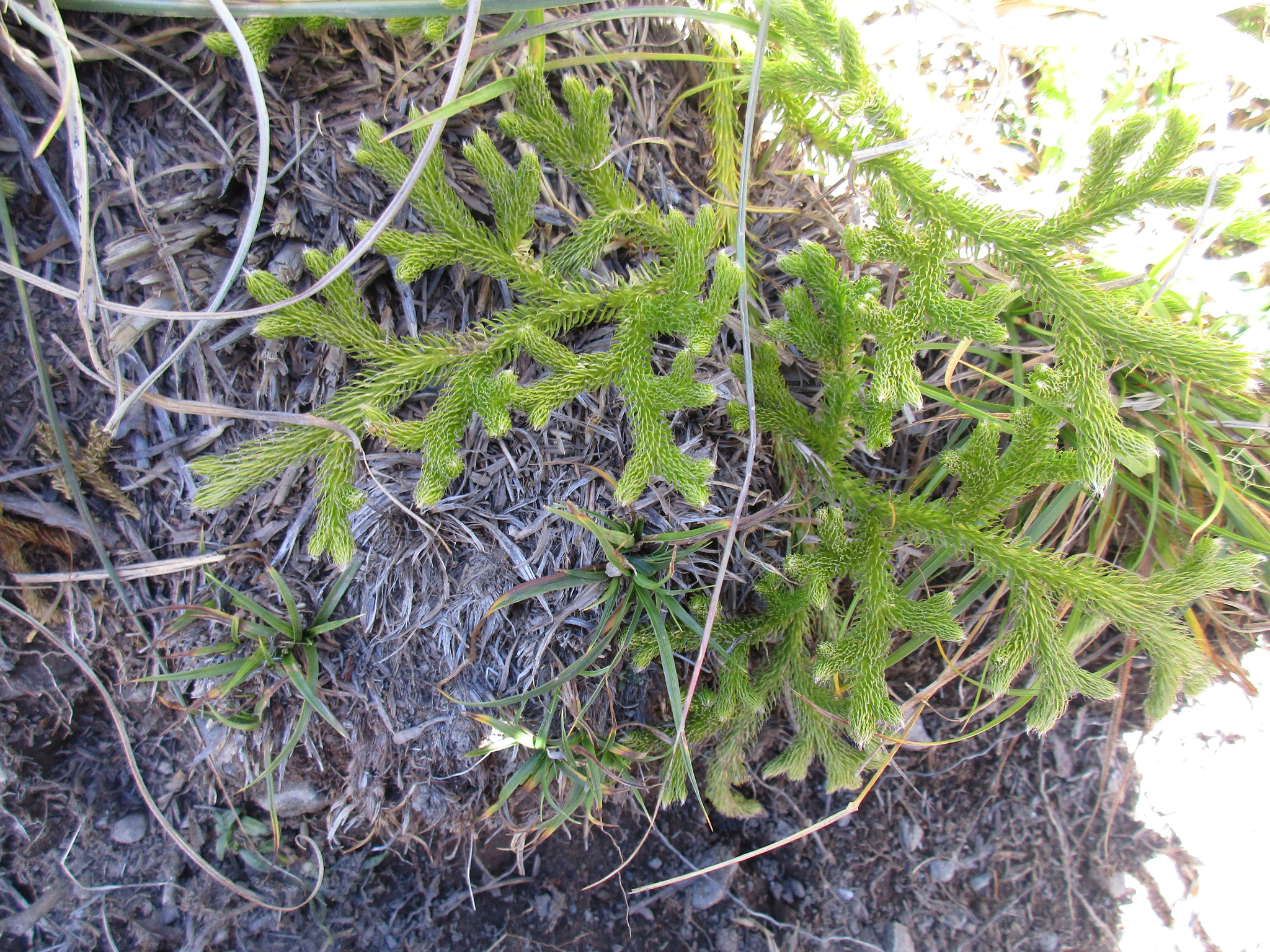 Lycopodium japonicum Thunb.