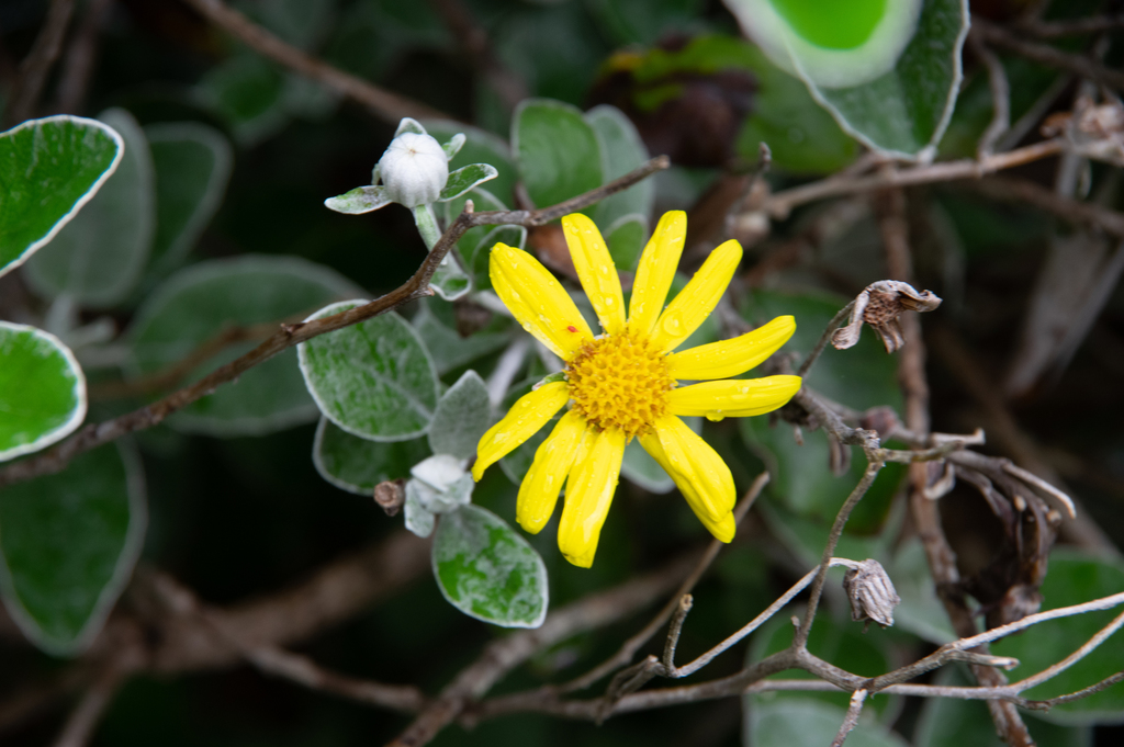 Brachyglottis compacta in November 2019 by Euan Moore · iNaturalist