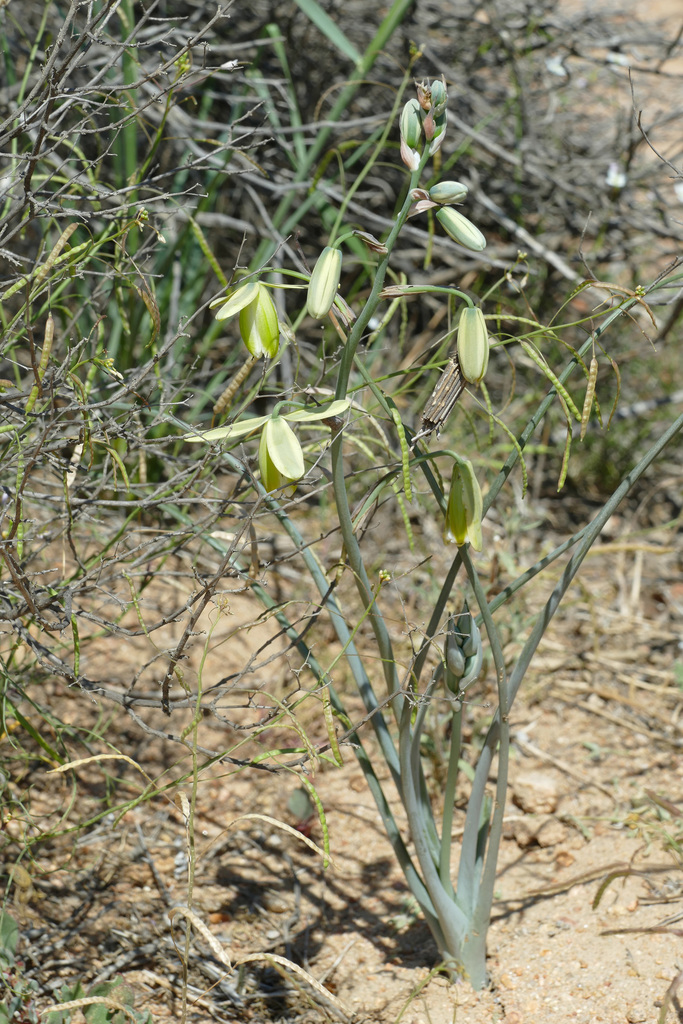 Albuca acuminata (Cape Bulbs 1) · BioDiversity4All
