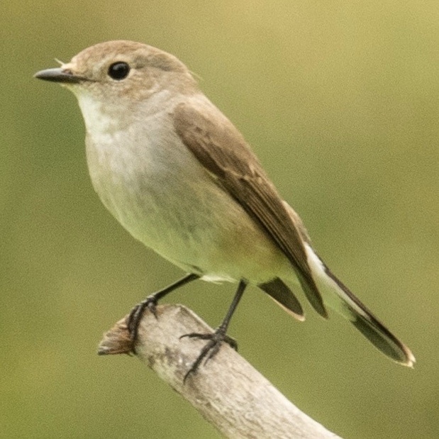 Taiga Flycatcher Flycatchers of the US iNaturalist