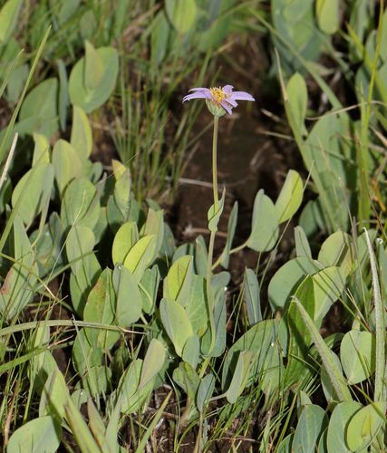 Grey-leaf Aster (Afroaster perfoliatus) · iNaturalist