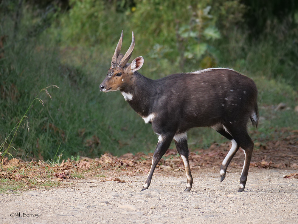 Menelik's Bushbuck from Bale, Ethiopia on November 16, 2019 by Nik ...
