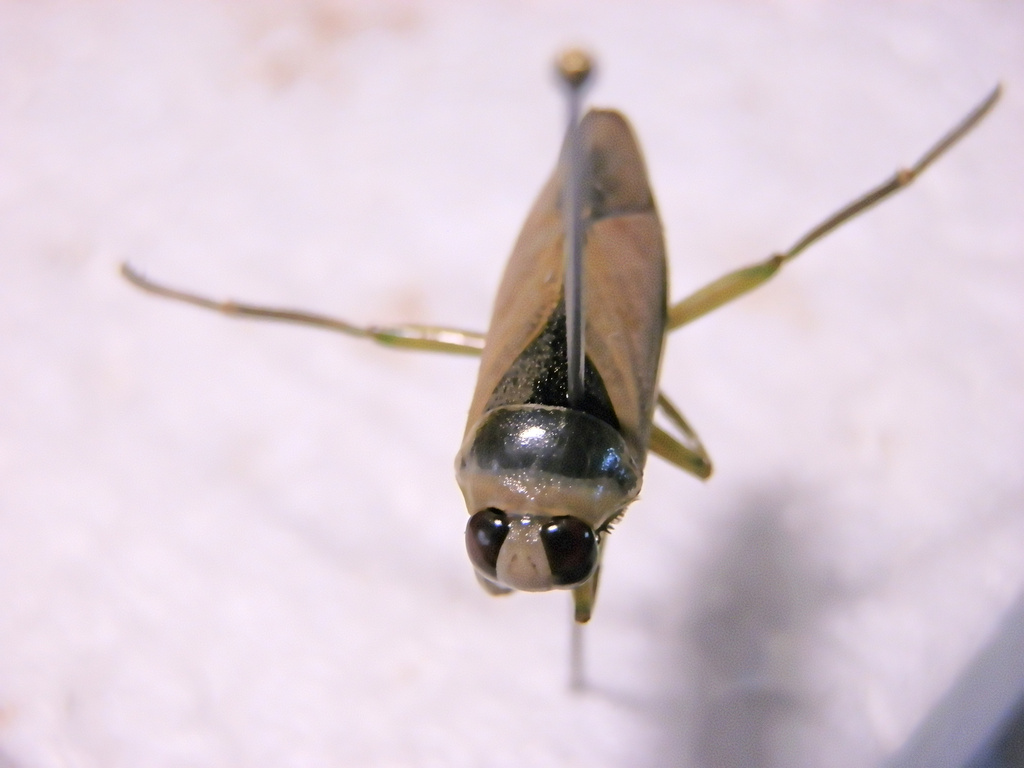 Eurasian Greater Water Boatman from Орехово-Зуевский городской округ ...