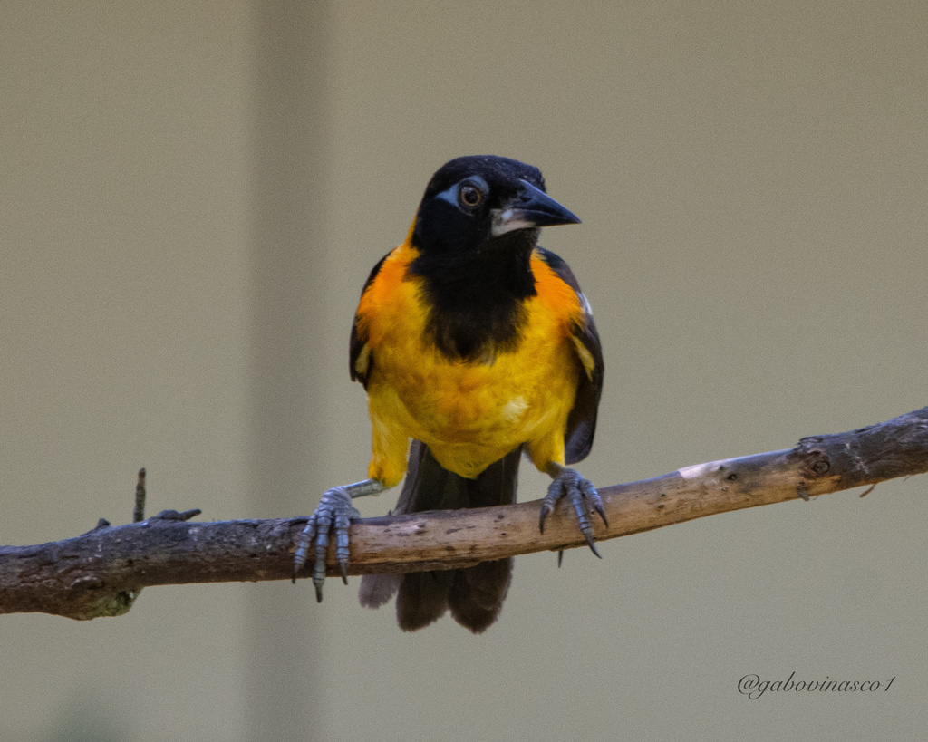 Venezuelan Troupial from Hato Corozal, Hato Corozal, Casanare, CO on ...