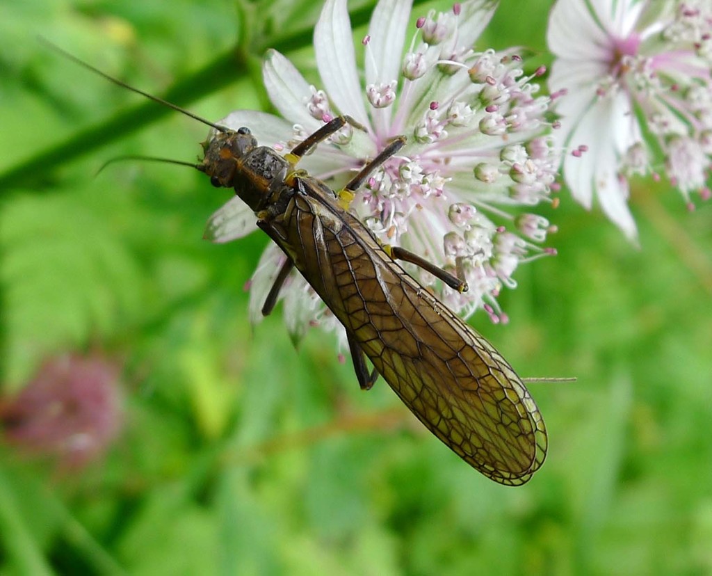 Stoneflies (Unitec-Te Pukenga Guide: organisms in fresh water ...