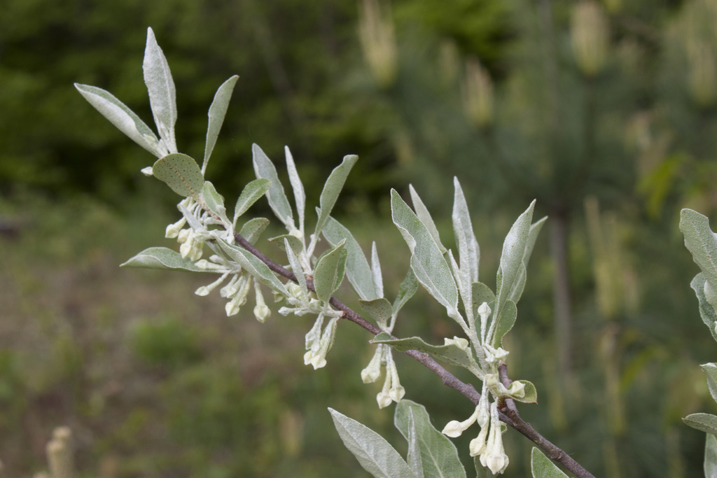 Russian Olive (Plants of Roxborough State Park) · iNaturalist