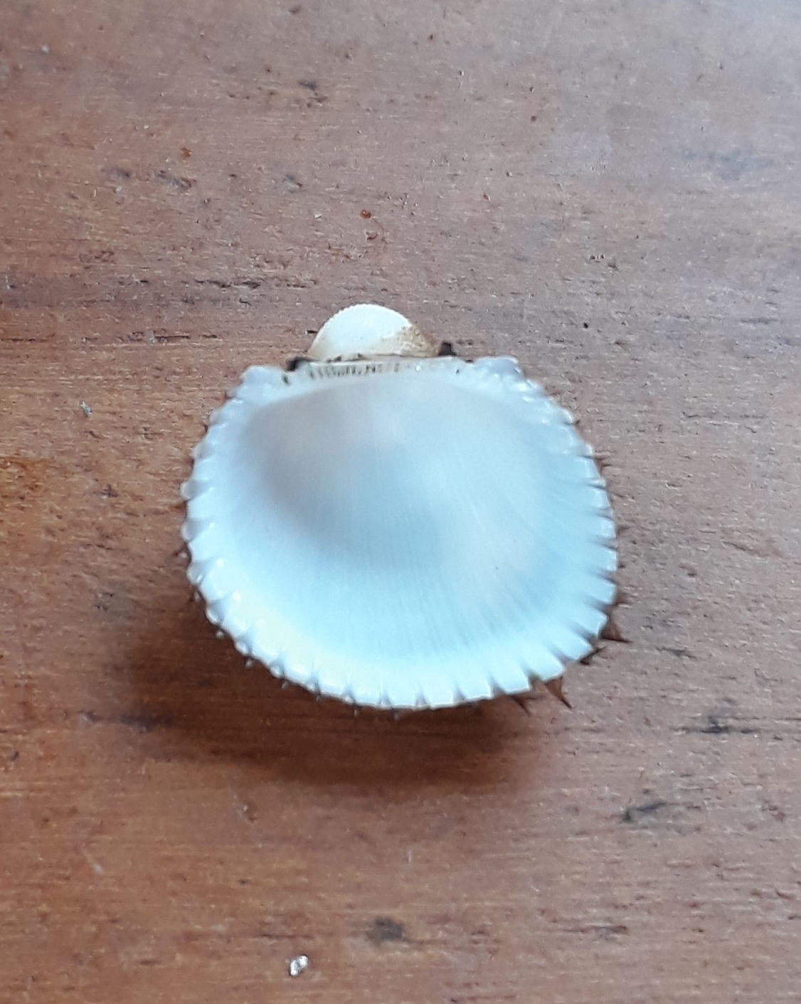 Anadara chemnitzii (Philippi, 1851)