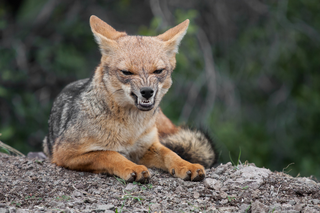 Common Culpeo from Farellones, Región Metropolitana, Chile on July 5 ...