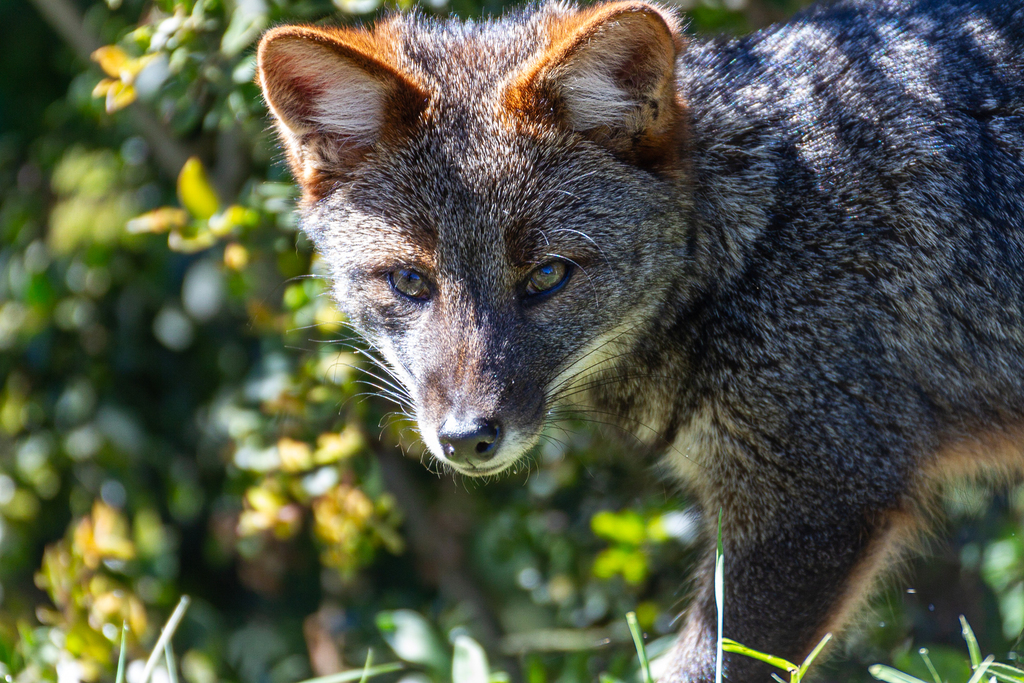 Darwin's Fox in October 2019 by MatiasG · iNaturalist