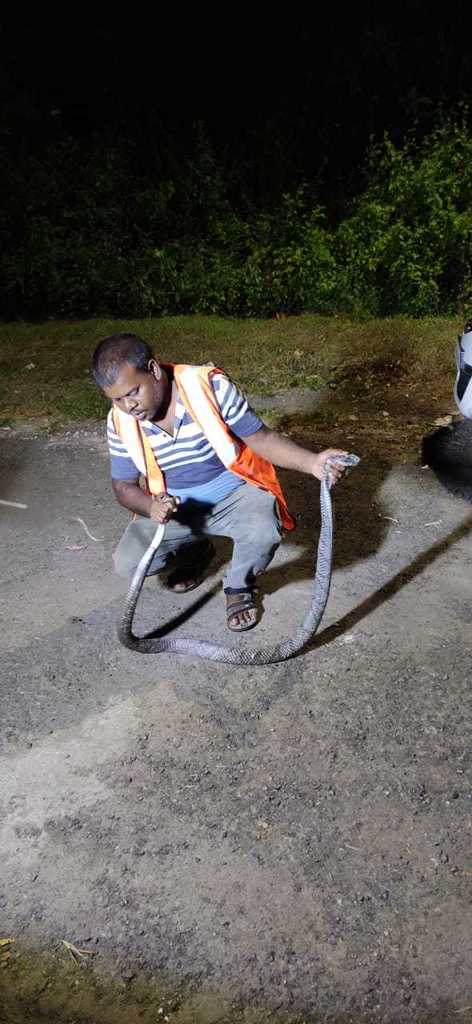 Andaman Cobra (Naja sagittifera) - Snakes and Lizards
