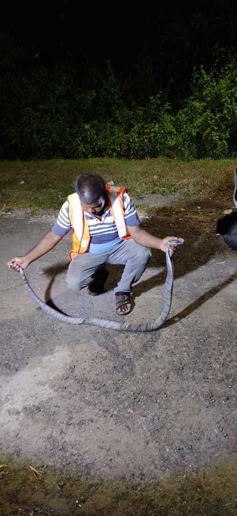 Andaman Cobra (Naja sagittifera) - Snakes and Lizards