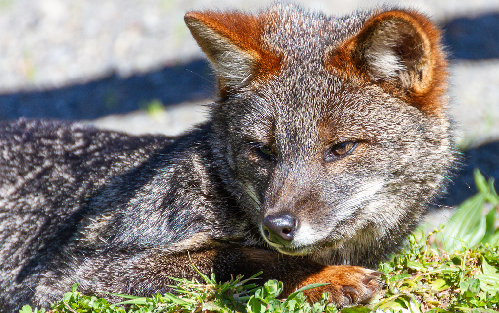 Darwin's Fox (Lycalopex fulvipes) - Know Your Mammals
