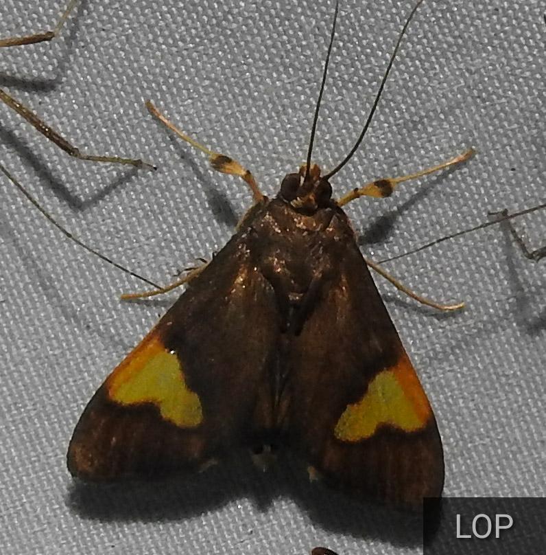 Crambid Snout Moths from Assam 788727, India on November 26, 2019 by ...