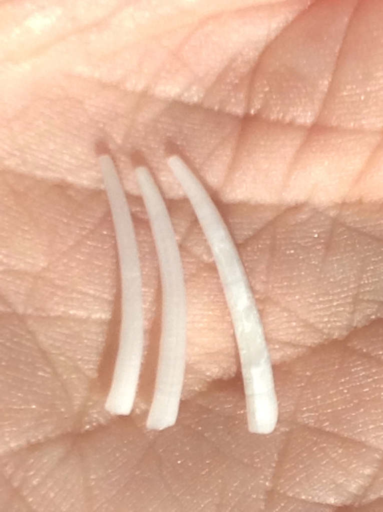 American Tusk Shell (North carolina marine molluscs) · iNaturalist