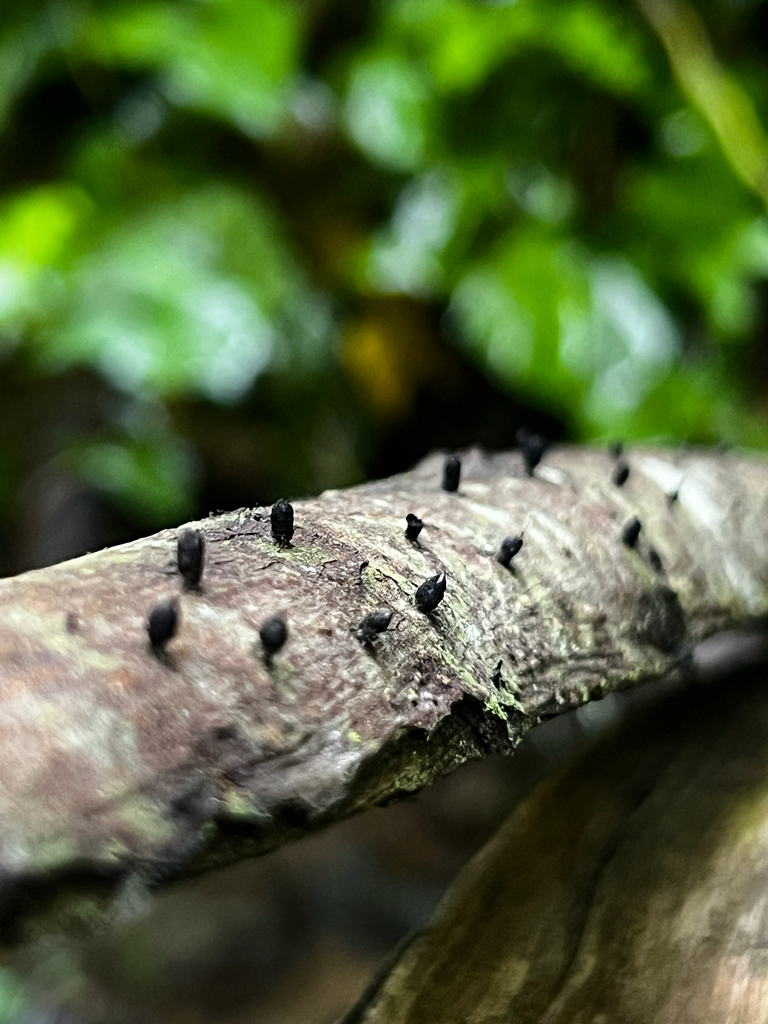 Xylaria from Utuado, PR on October 19, 2025 at 09:17 AM by Matthew ...