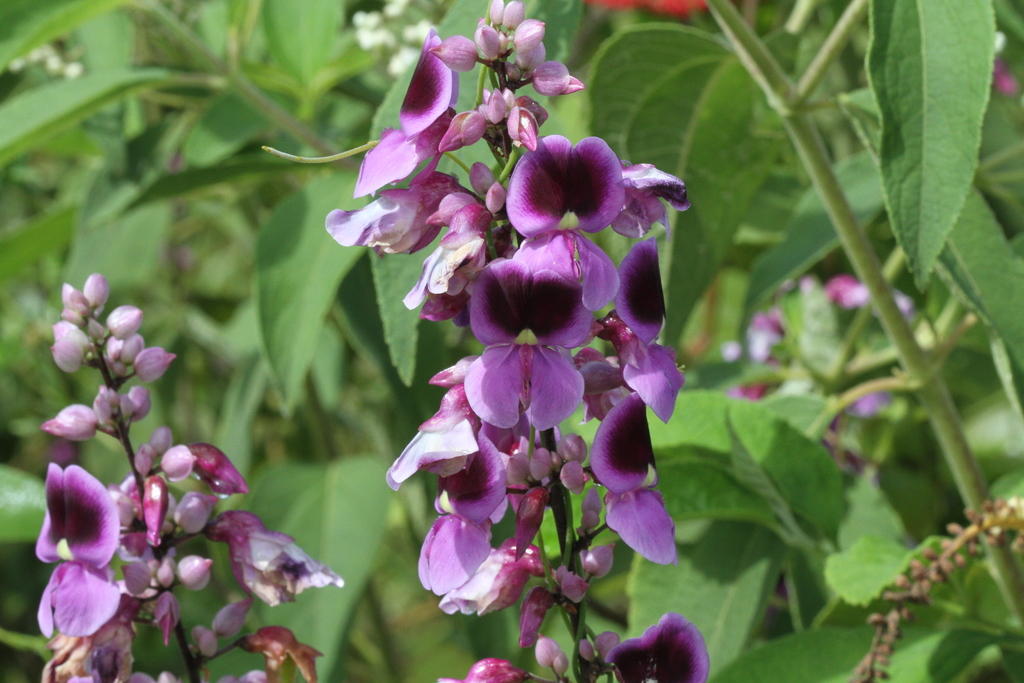 Dioclea virgata (Plantas de Costa Rica asociadas a ecositemas de ...
