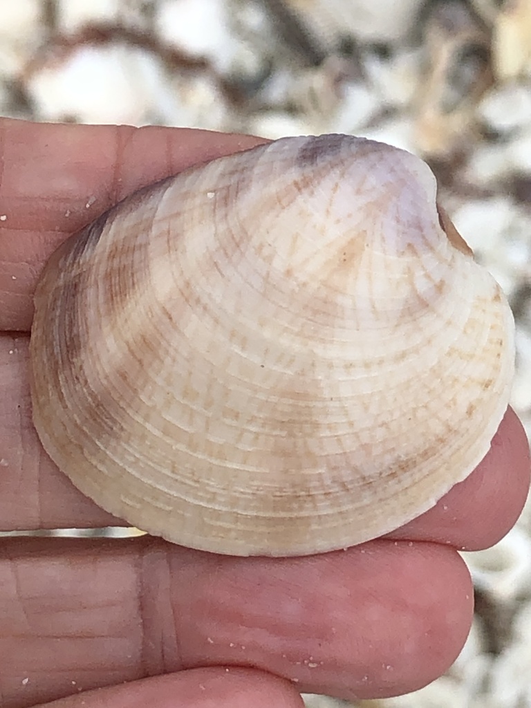 Southern Quahog from Sanibel Island, Sanibel, FL, US on December 22 ...