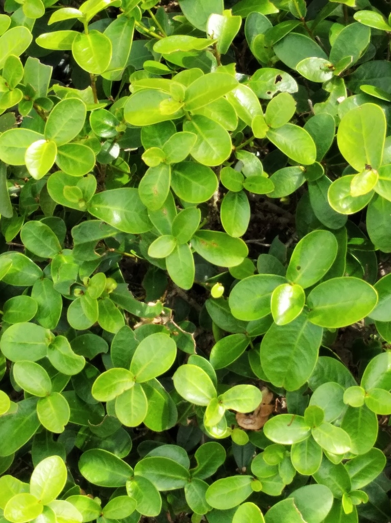 (Daphnopsis racemosa) - Botanical Realm