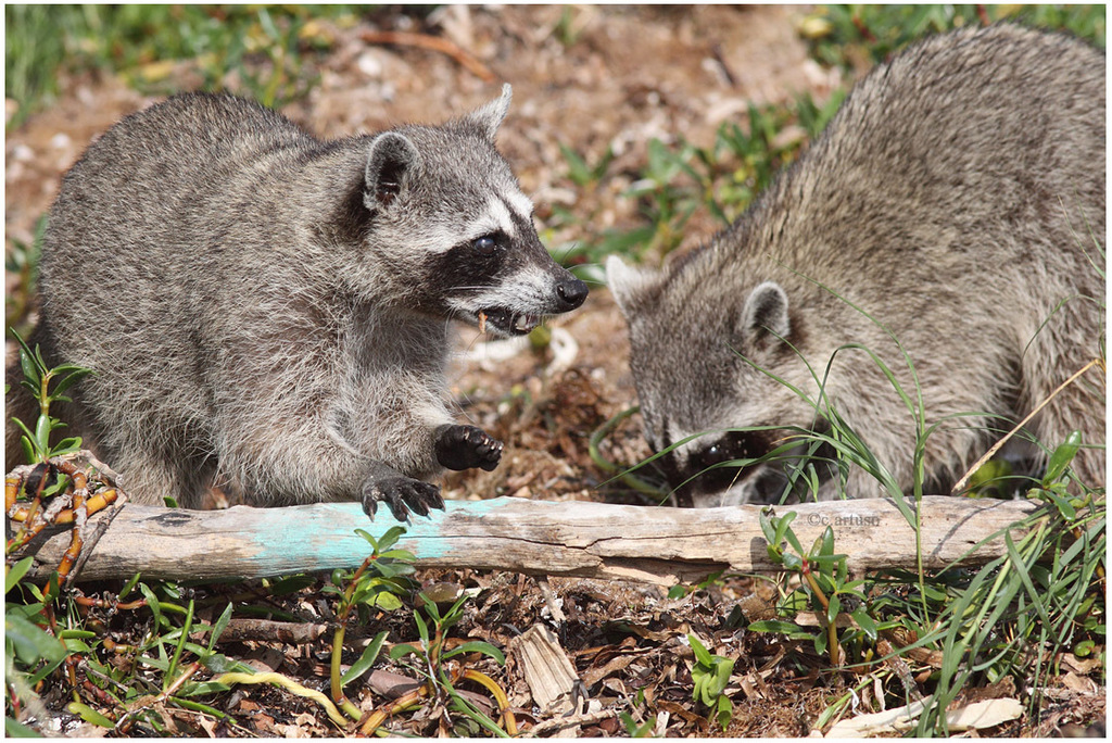 Pygmy Raccoon (Procyon pygmaeus) - Know Your Mammals