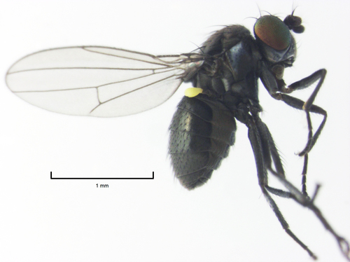 Hydrellia novaezealandiae · iNaturalist