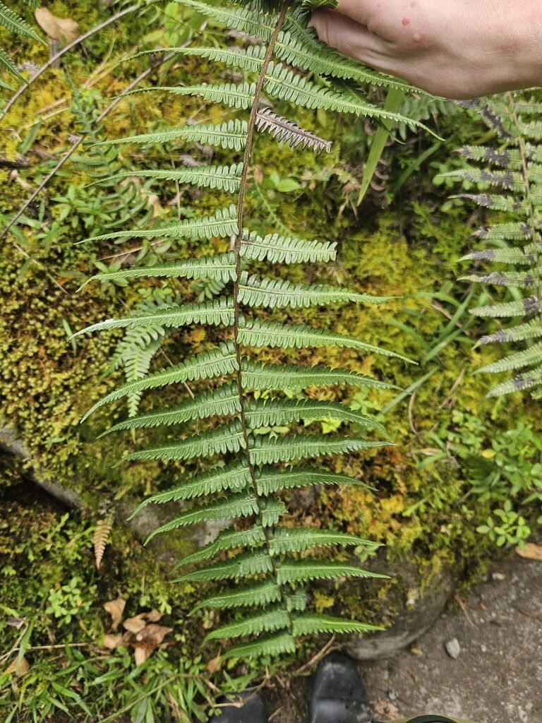 marsh fern family from Santa Rosa de Cabal, Risaralda, Colombia on ...