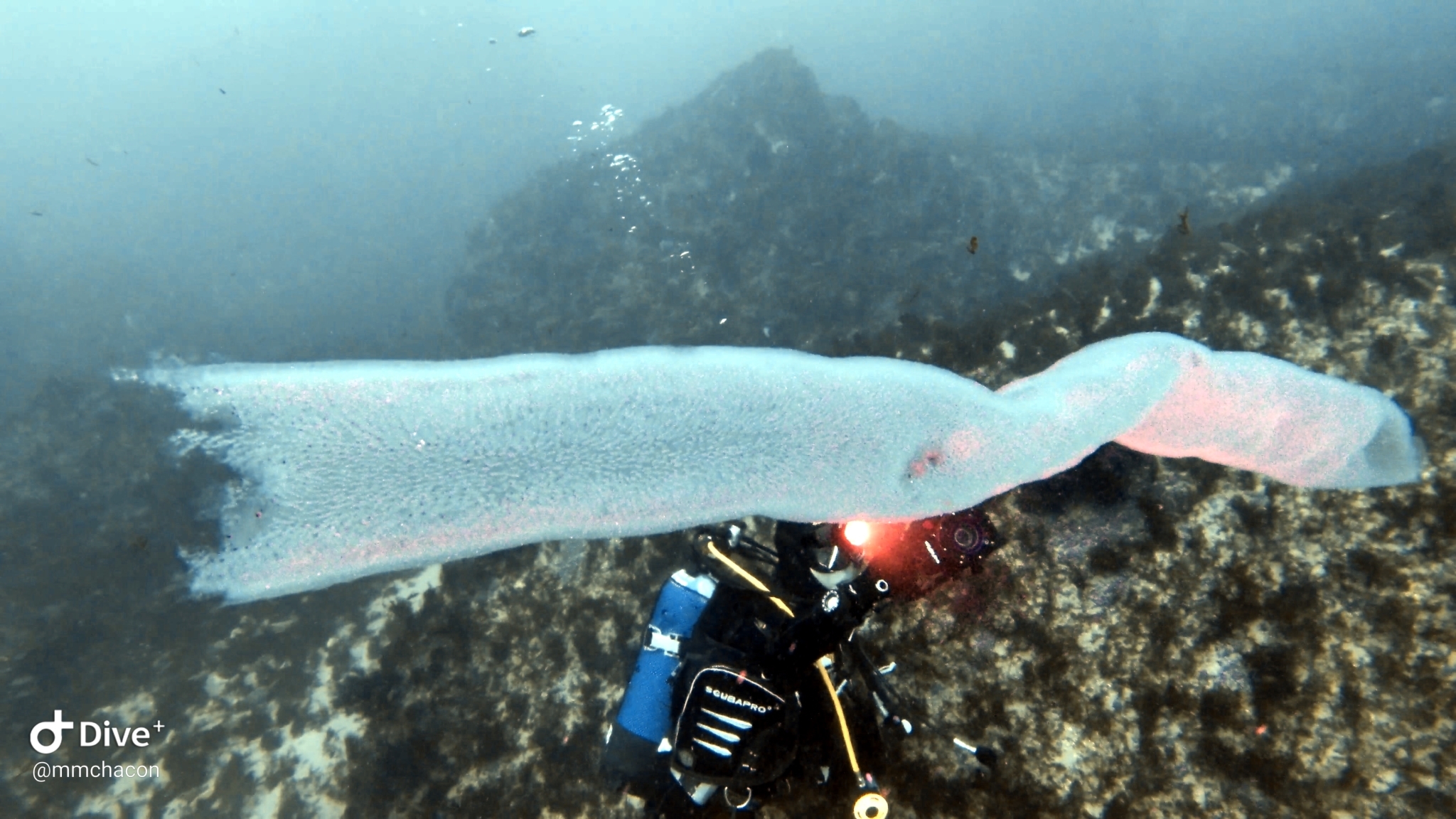 Pyrostremma spinosum (Herdman, 1888)