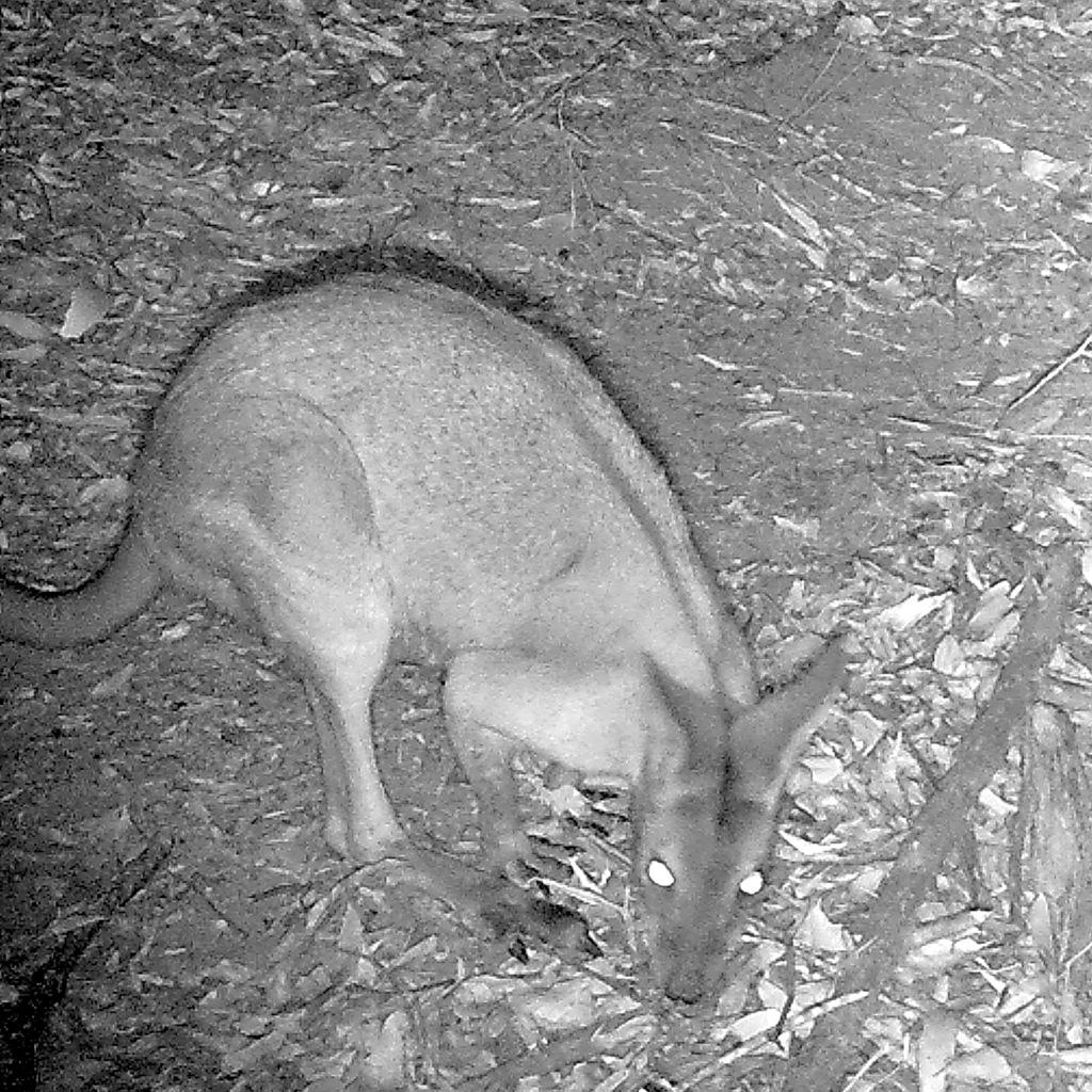 Black-striped Wallaby (Notamacropus dorsalis) - Know Your Mammals