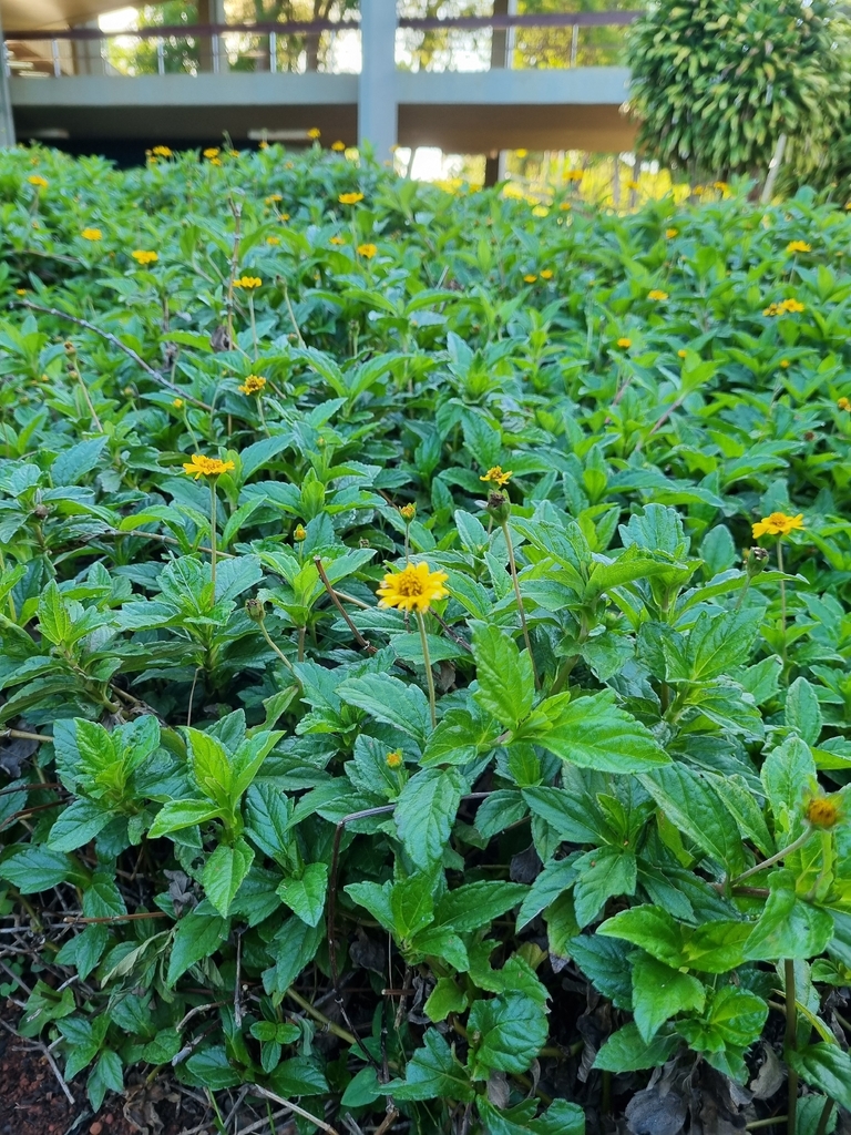 Trailing Daisy from 0 - SCEN - Campus Universitario, Brasília - DF ...