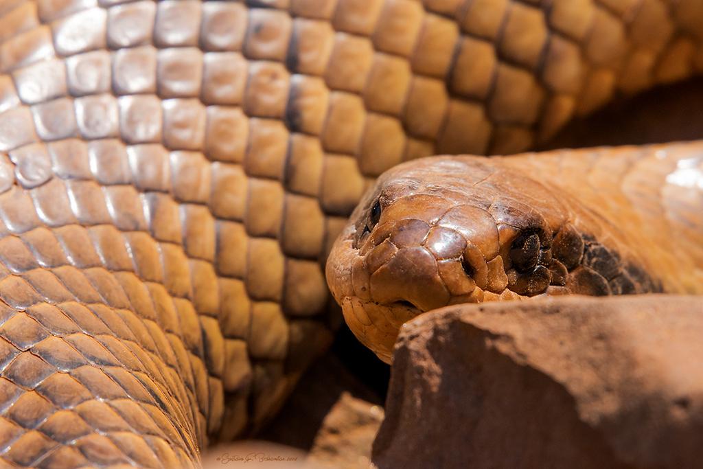 False Water Cobra from pasando puente Mercedes, Corrientes, Argentina ...