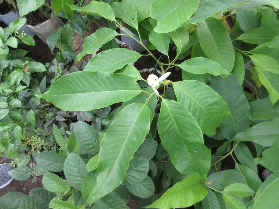 White Champaca from 미얀마(버마) 냐웅-U on August 03, 2018 at 10:28 AM by ...