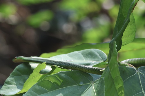Slender Green Snake (Philothamnus heterolepidotus) - Snakes and Lizards