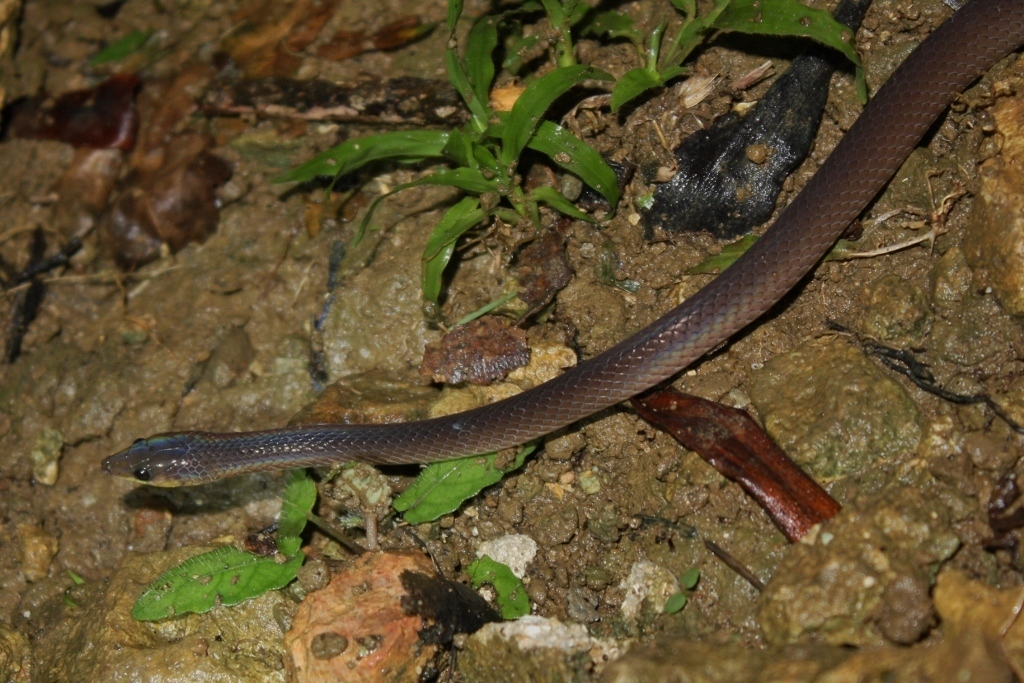 Philippine Shrub Snake from Loboc, Bohol, Philippines. on September 26 ...