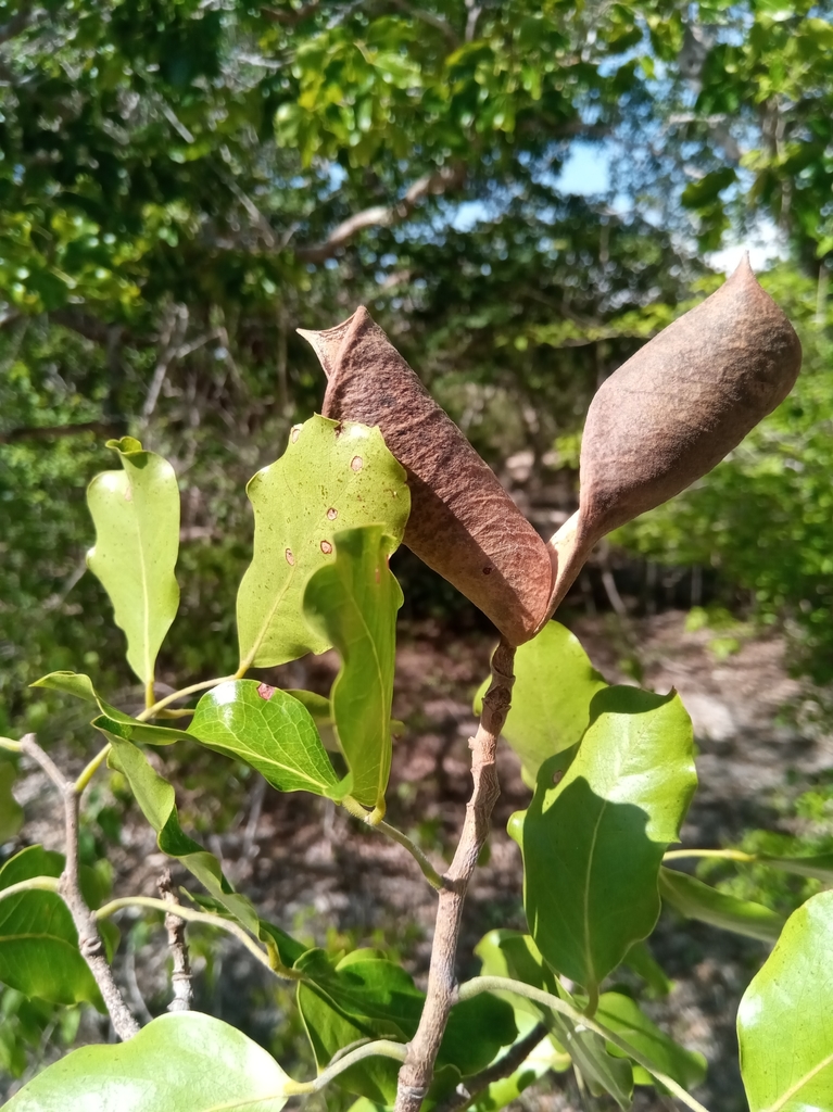 Ipil (Intsia bijuga) - Botanical Realm
