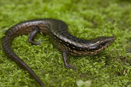Cope's Galliwasp (Celestus stenurus) · iNaturalist