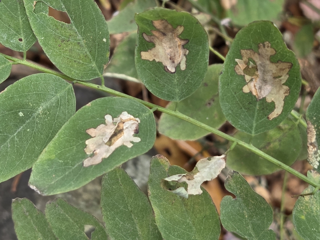 black locust from Stewart Township, PA, USA on October 22, 2025 at 02: ...