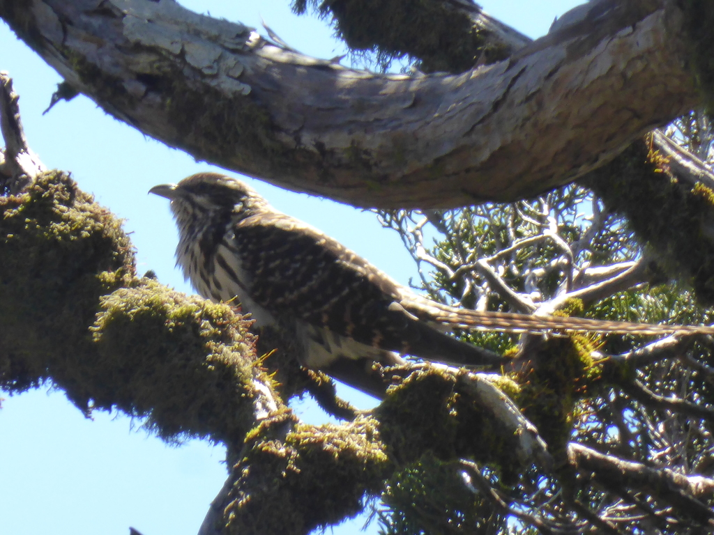 Long-tailed Koel (Bird Species Guide - Tetepare) · iNaturalist