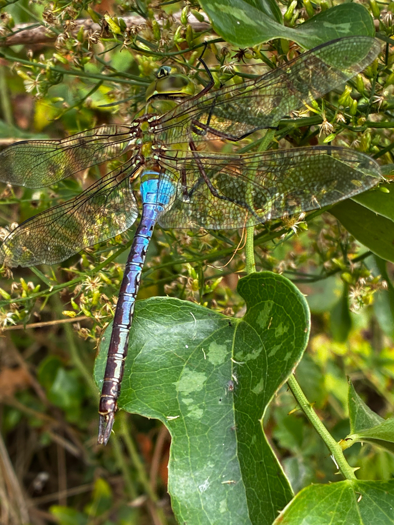 Common Green Darner from Hempstead, TX, US on October 23, 2025 at 03:26 ...