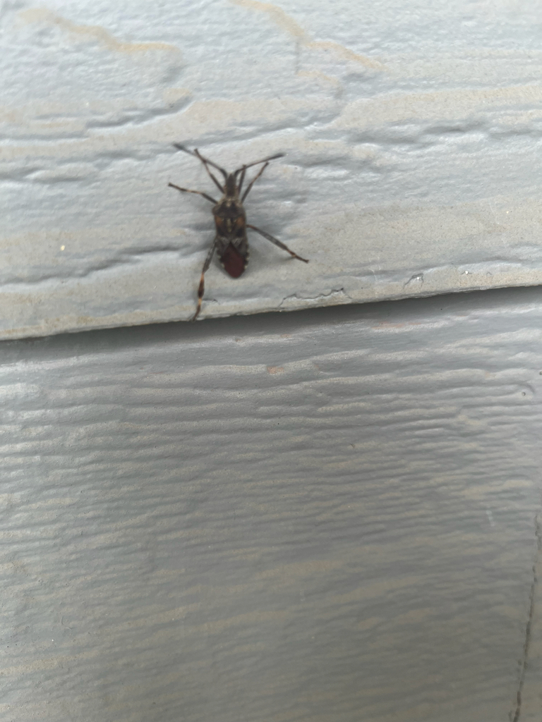 Western Conifer Seed Bug from Strand Rd, Ephrata, WA, US on October 23 ...