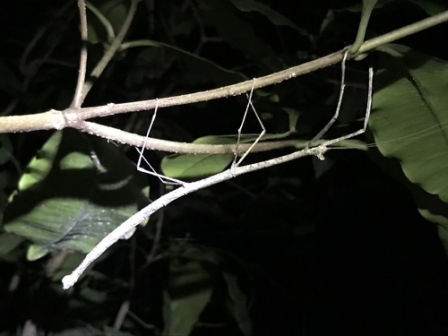 Austrocarausius coronatus · iNaturalist