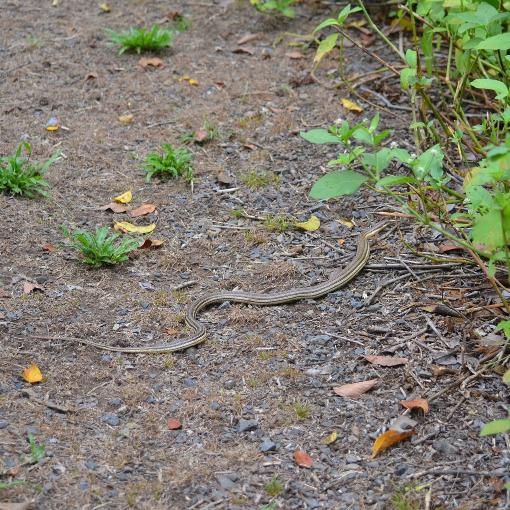 Road Guarder from Guanacaste Province, Costa Rica on November 28, 2019 ...