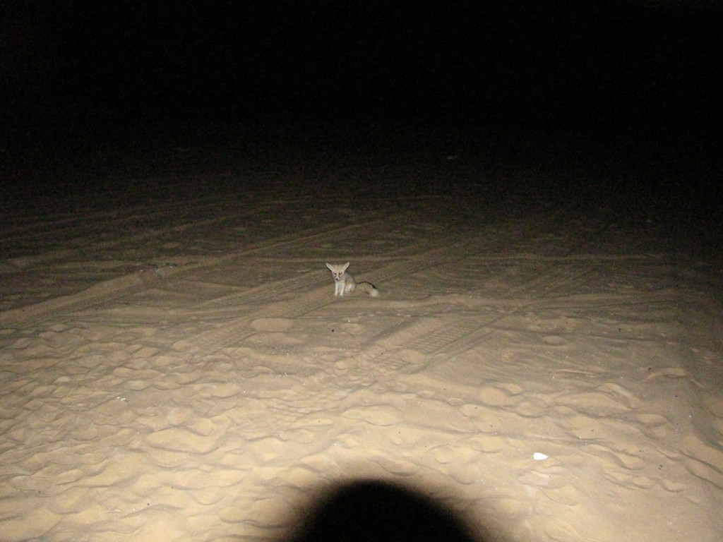 Rüppell's Fox (Vulpes rueppellii) - Know Your Mammals