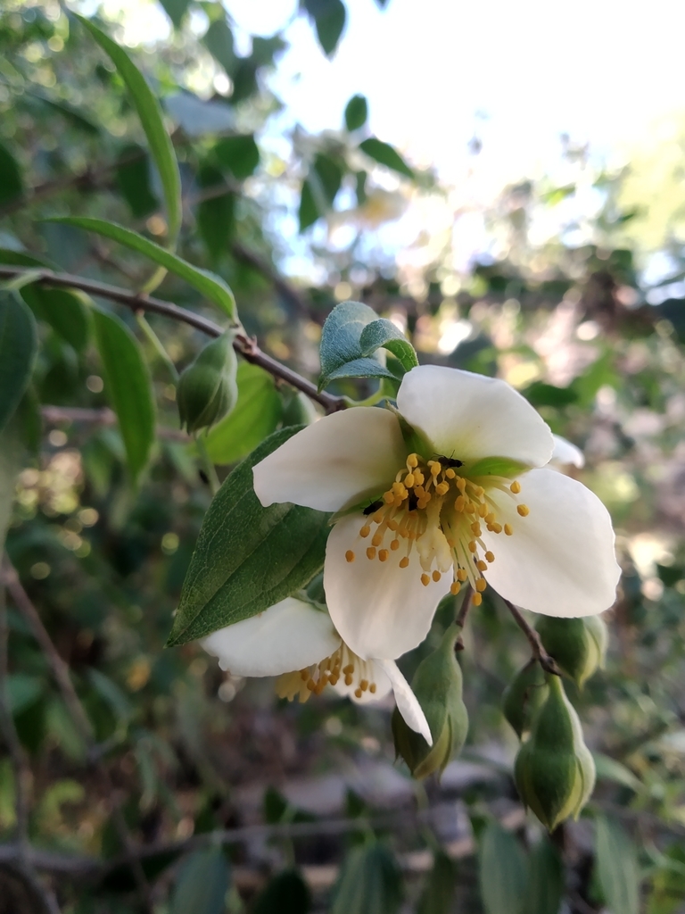 Mexican mock orange (Philadelphus mexicanus) - Botanical Realm