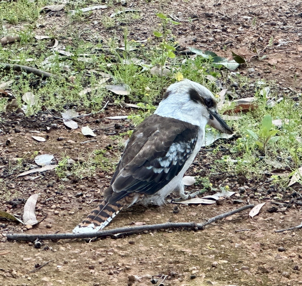Laughing Kookaburra from Coreen Way, Kalamunda, WA, AU on October 24 ...