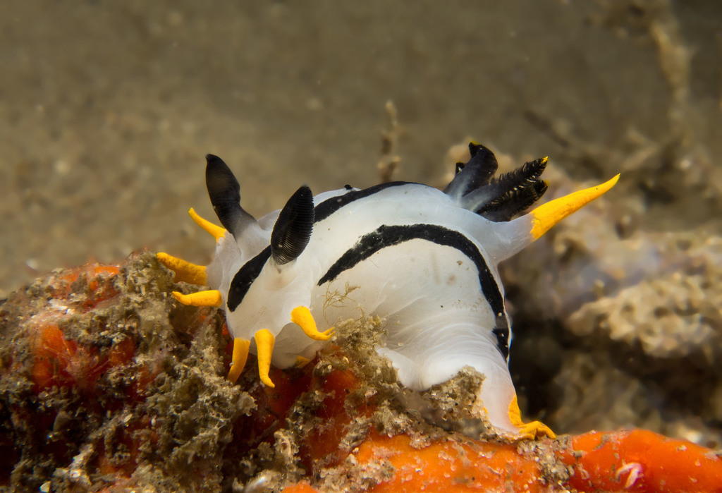 crowned nudibranch (Nudibranchs of Coogee beach and surrounds ...